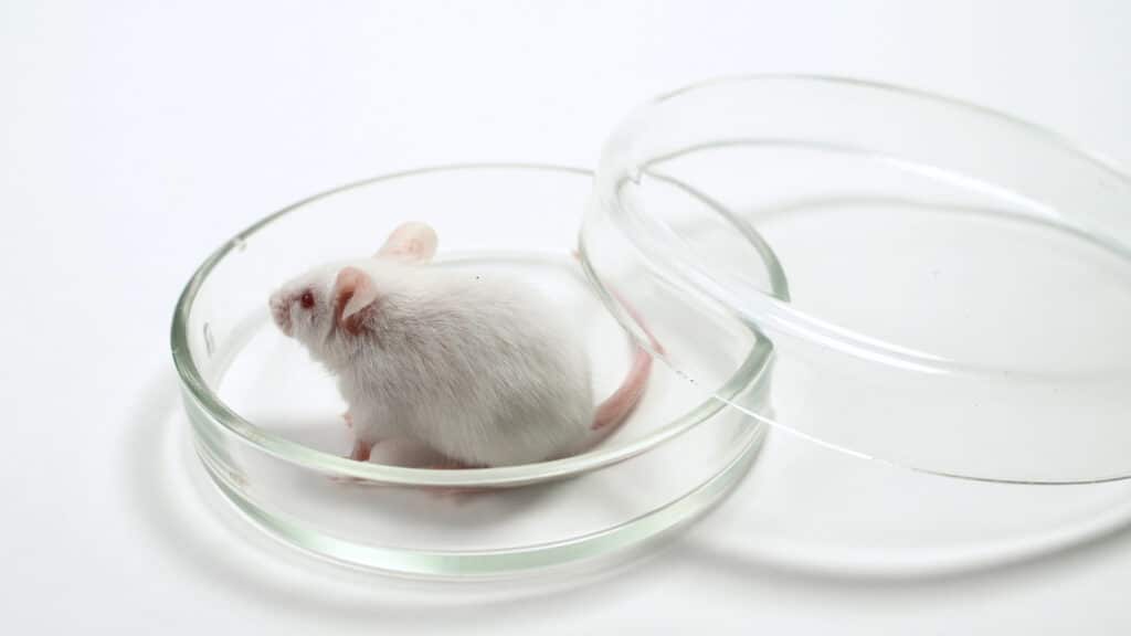 Lifespan boosted 70% in Mice With Drug Combo - WorldHealth.net