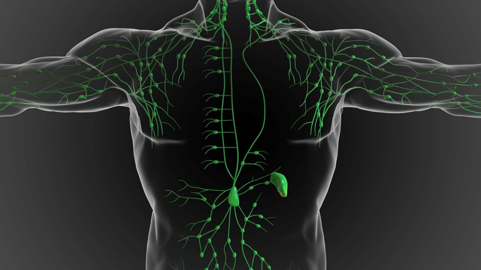Lymphatic Drainage Supplements: What Peer-Reviewed Research Reveals ...